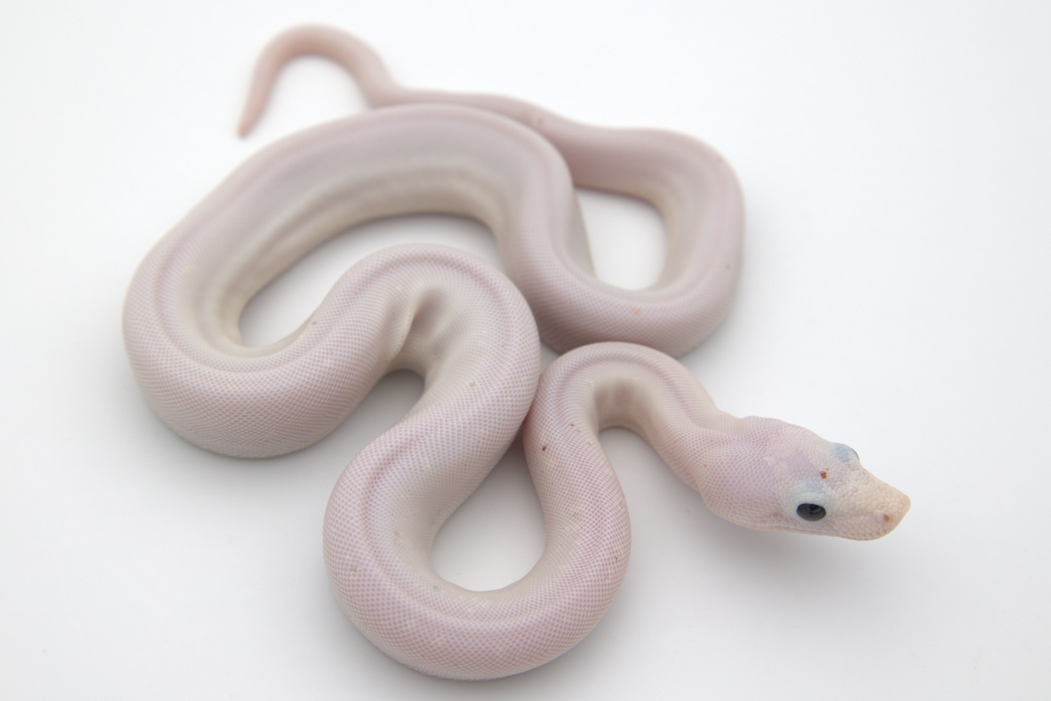 Leucistic Poss. Hypo Keywest Ph Snow Boa Constrictor by Attilio ...