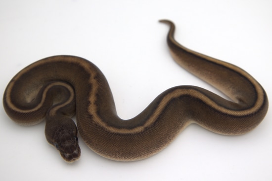 Black Pastel Genetic Stripe Ball Python by Attilio Gariboldi's Boa Constrictors