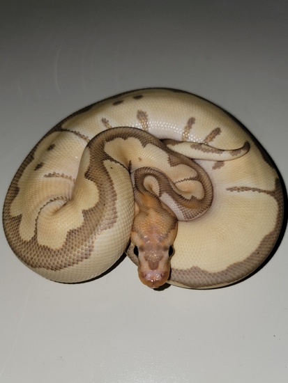 Banana Enchi Blade Clown Ball Python by ATventures & Exotics