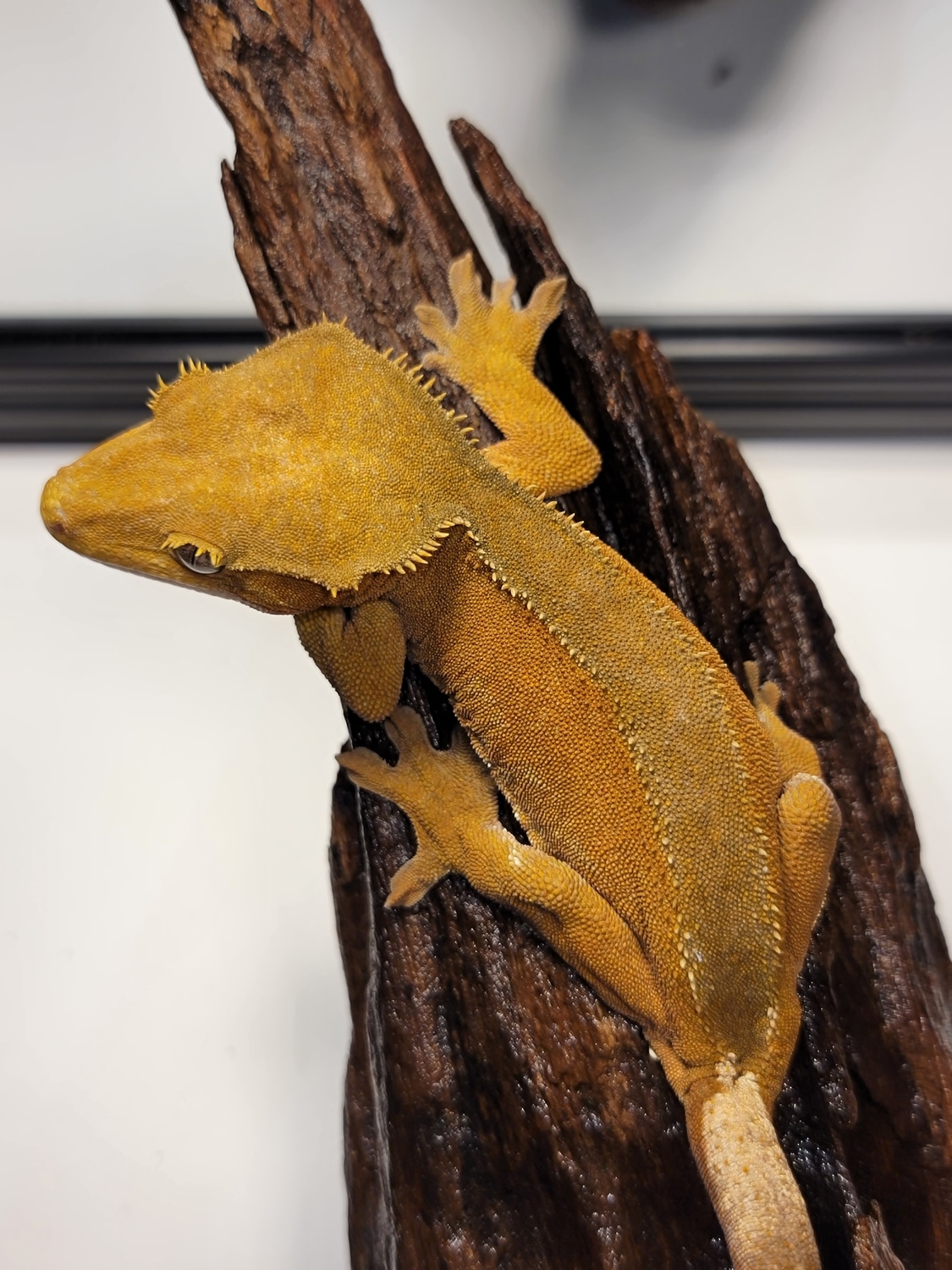 Dark Red Phantom Crested Gecko by ATventures & Exotics - MorphMarket