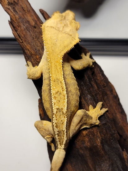 Citrus Cream Pinstripe Reverse Pinstripe Crested Gecko by ATventures ...