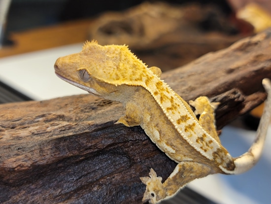 Yellow Cream Pinstripe Reverse Pinstripe Harlequin Crested Gecko by ...