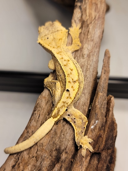 Yellow Cream Quadstripe Reverse Stripe Dalmatian Crested Gecko by ...