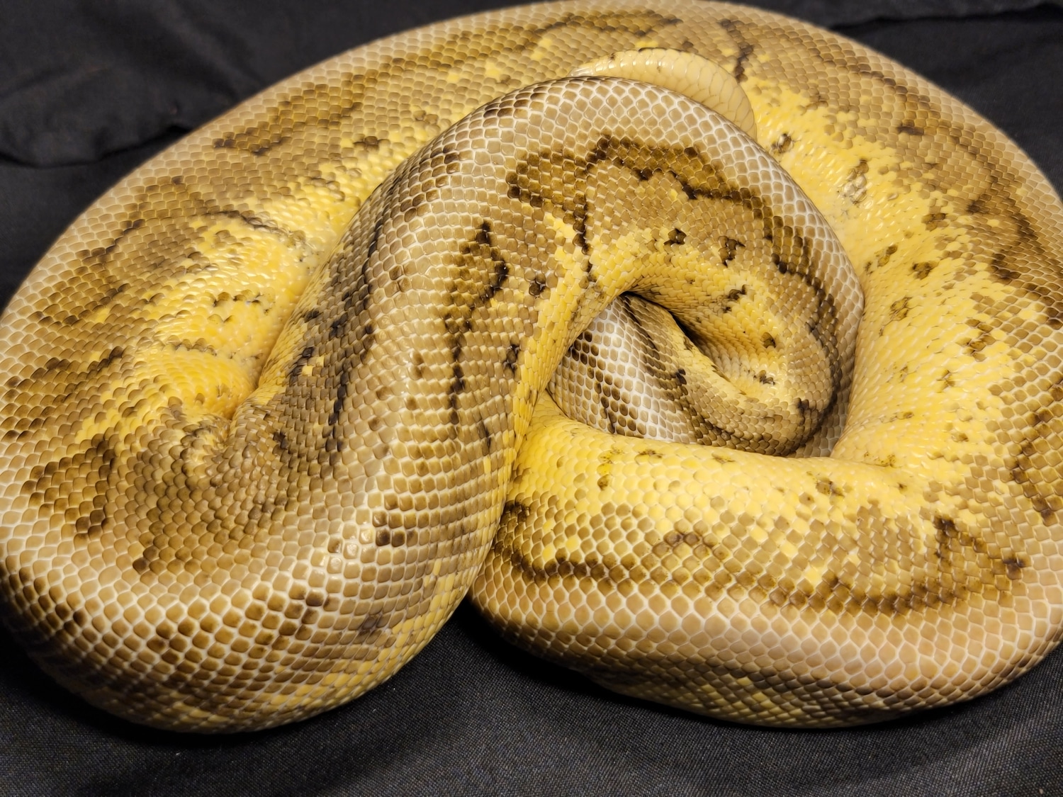 Sugar Lemonblast Ball Python by ATventures & Exotics - MorphMarket