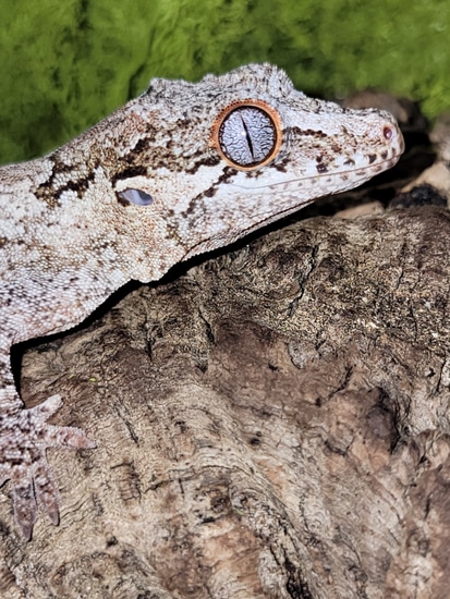 Pink Base Mosaic/Reticulated Gargoyle Gecko by ATventures & Exotics