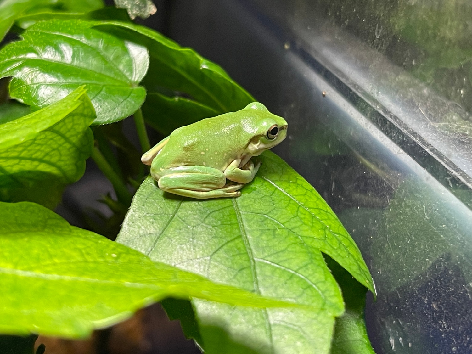 Snowflake Babies White's Tree Frog by ATX-otics and Aquatics - MorphMarket