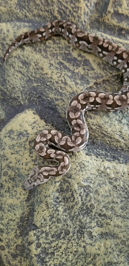 Holdback Dumerils Boa Dumeril's Boa by ATX Exotics
