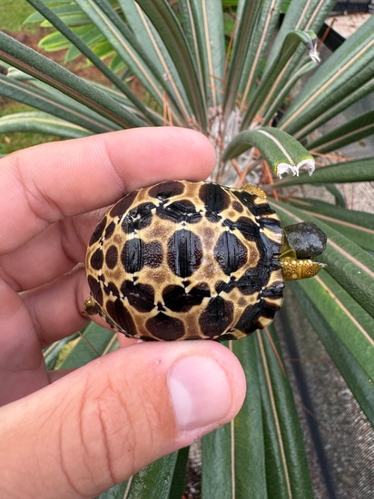 Young Radiated Tortoise 4 (TEXAS ONLY) by AstroShells