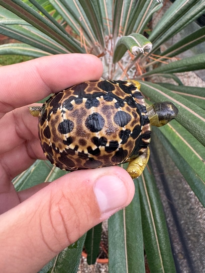 Young Radiated Tortoise 7 (TEXAS ONLY) by AstroShells