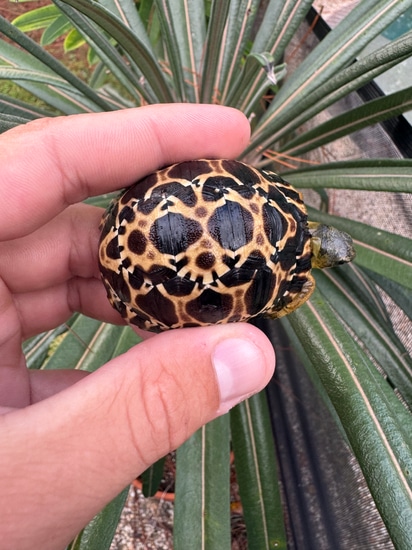 Young Radiated Tortoise 8 (TEXAS ONLY) by AstroShells