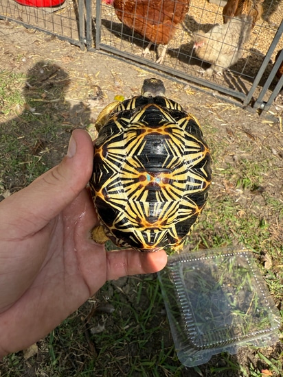Texas Radiated Tortoise by AstroShells
