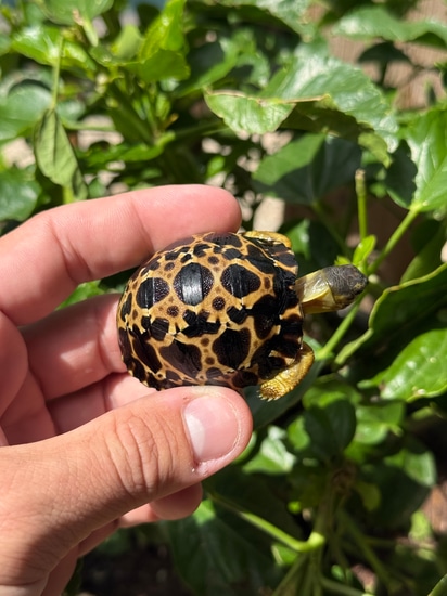 Texas Radiated Tortoise by AstroShells