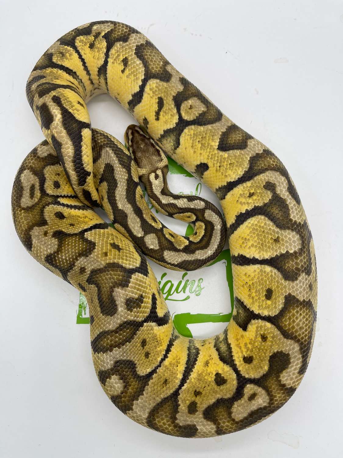 Super Pastel Het Puzzle Ball Python by Atypical Origins Exotics ...