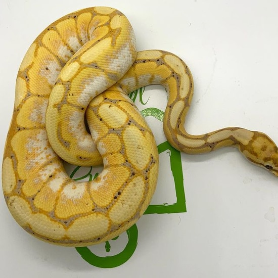 Coral Glow Spider Ball Python by Atypical Origins Exotics