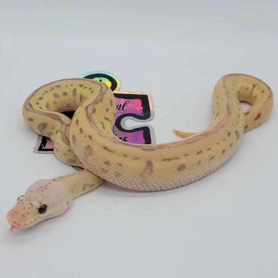 Firefly Banana Batman ( FF Scarecrow) Ball Python by Atypical Origins ...