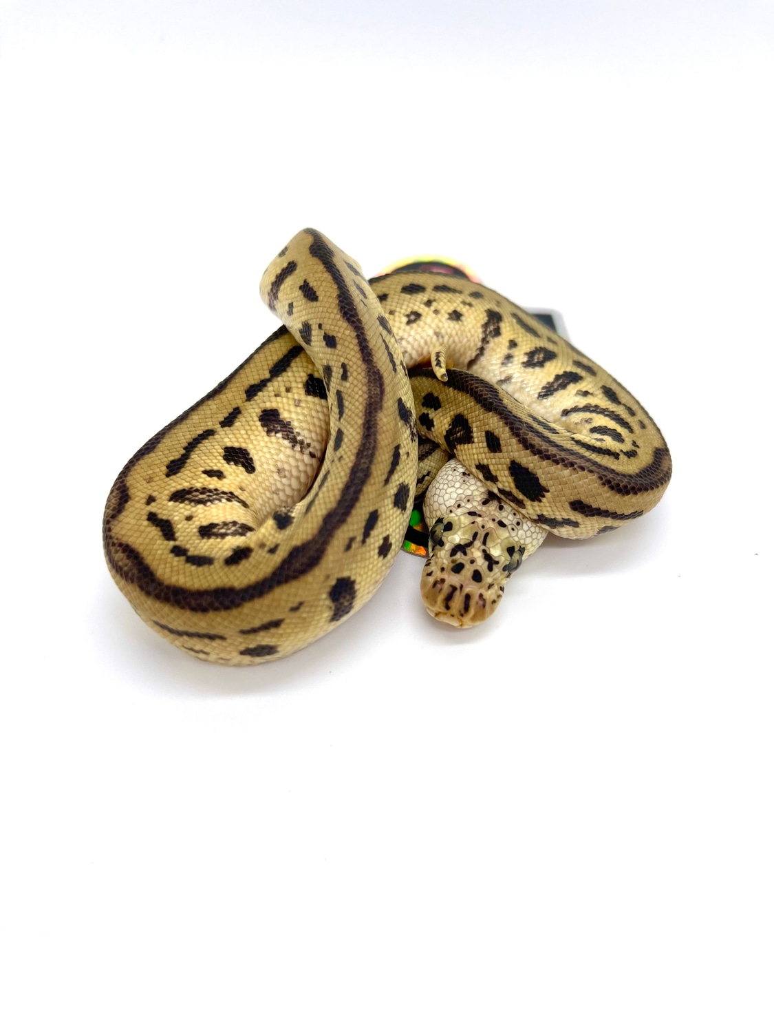 Pastel Batman Ball Python by Atypical Origins Exotics - MorphMarket