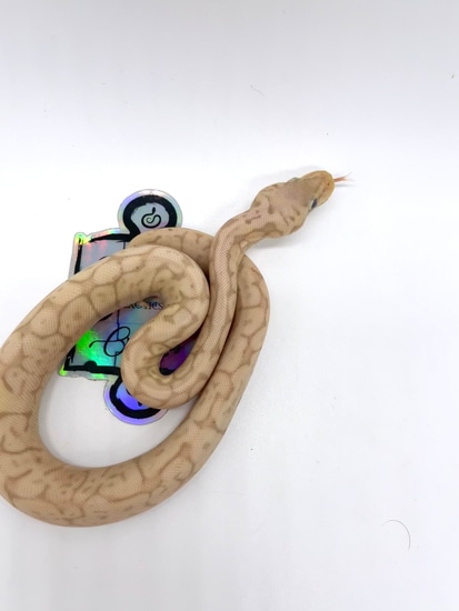 Coral Glow Black Widow Ball Python by Atypical Origins Exotics