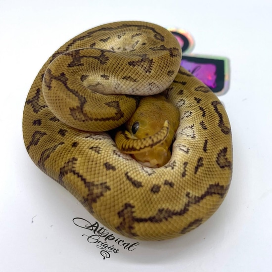 Jigsaw Motley Clown Ball Python by Atypical Origins Exotics
