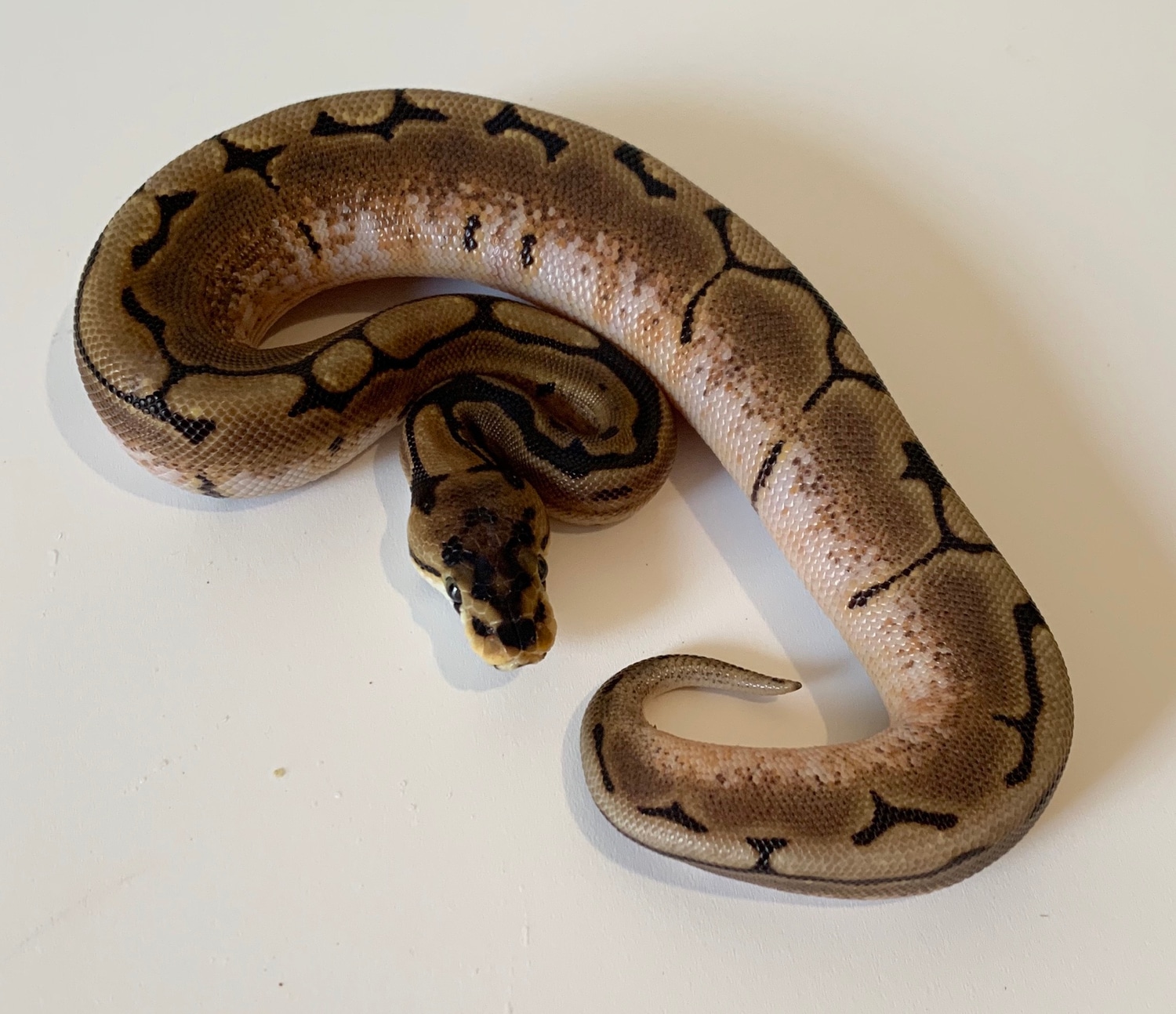 Yellow Belly Spider Ball Python by Atypical Pets - MorphMarket