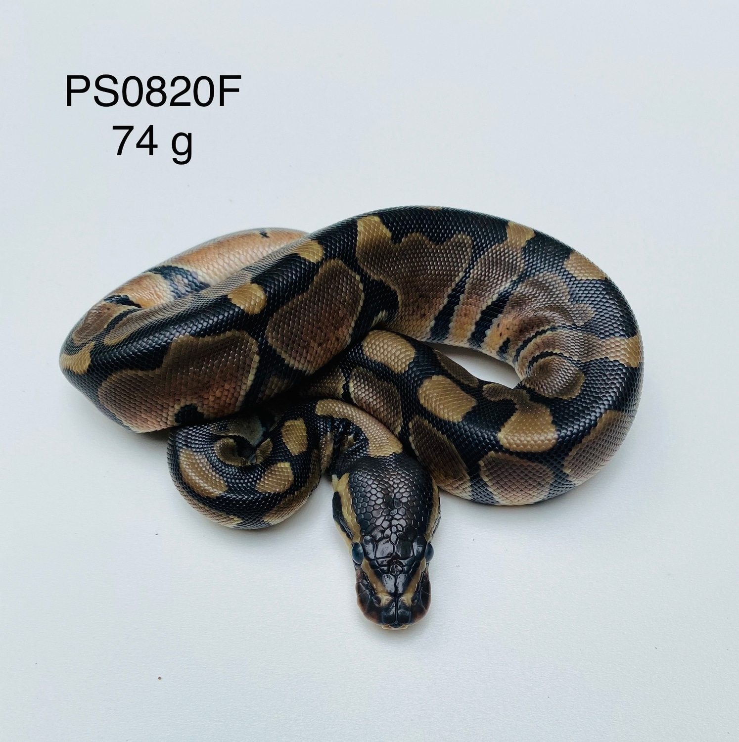 Normal Ball Python by Atypical Pets - MorphMarket