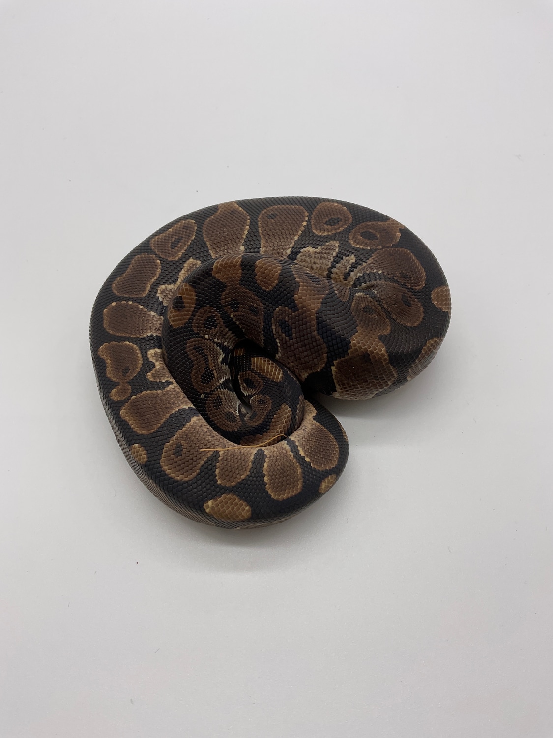 Normal Ball Python by Atypical Pets - MorphMarket
