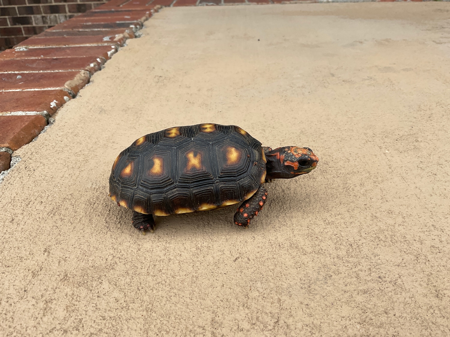 Red Footed Tortoise Red-Footed Tortoise by Atypical Pets - MorphMarket