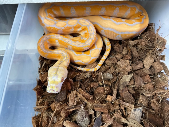 1. Albino Motley Reticulated Python by Atypical Pets
