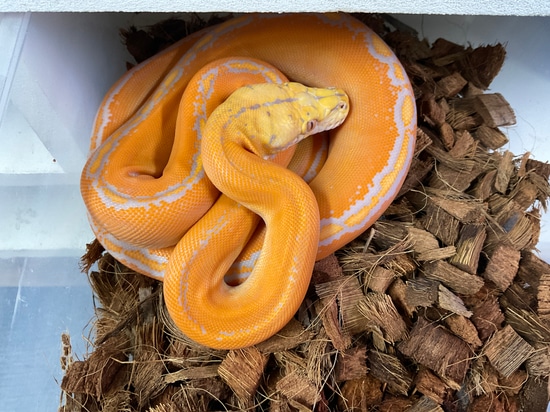 1. Lavendar Albino Goldenchild Tiger Reticulated Python by Atypical Pets
