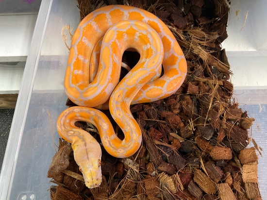 .1 Lavendar Albino Sun Tiger Reticulated Python by Atypical Pets