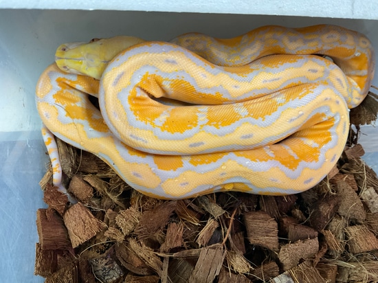 1. Lavendar Albino Suntiger Reticulated Python by Atypical Pets
