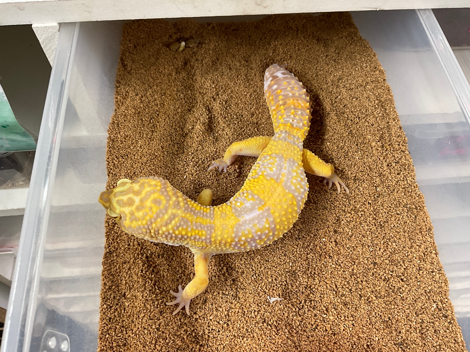 Giant Tremper Leopard Gecko by Atypical Pets - MorphMarket