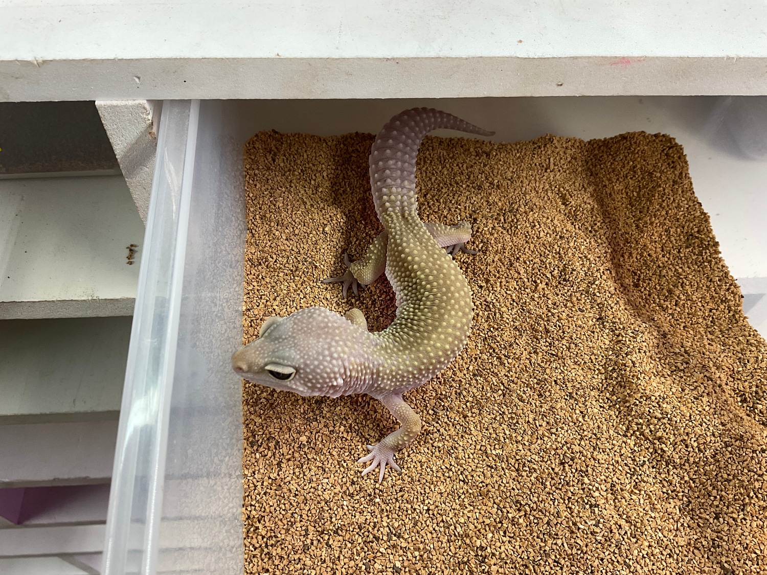 Patternless Leopard Gecko by Atypical Pets - MorphMarket