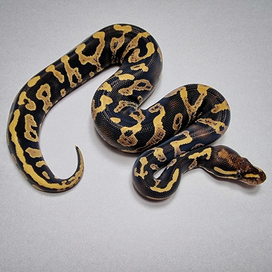 Acid YB [Black]Phantom, Proven Breeder Ball Python by Dragons Llab