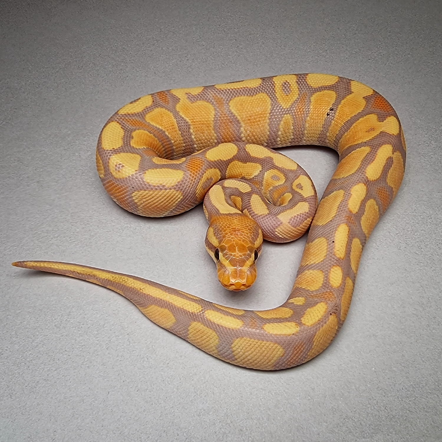 Banana Het Ultramel [Pos YB] Ball Python by Dragons Llab - MorphMarket