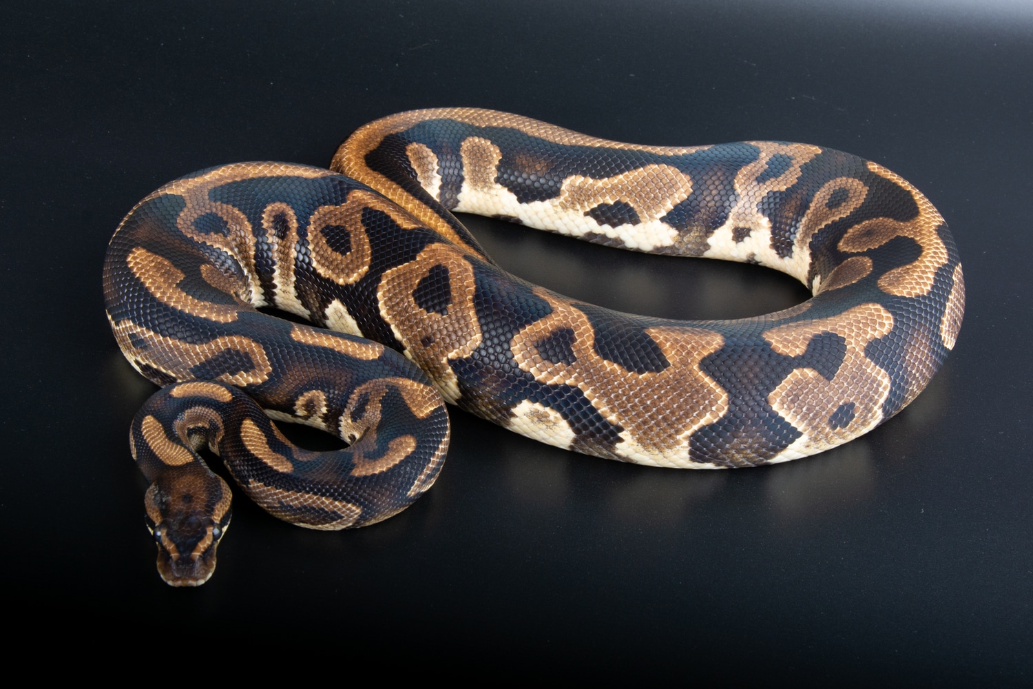 Leopard Asphalt Ball Python by Dragons Llab - MorphMarket
