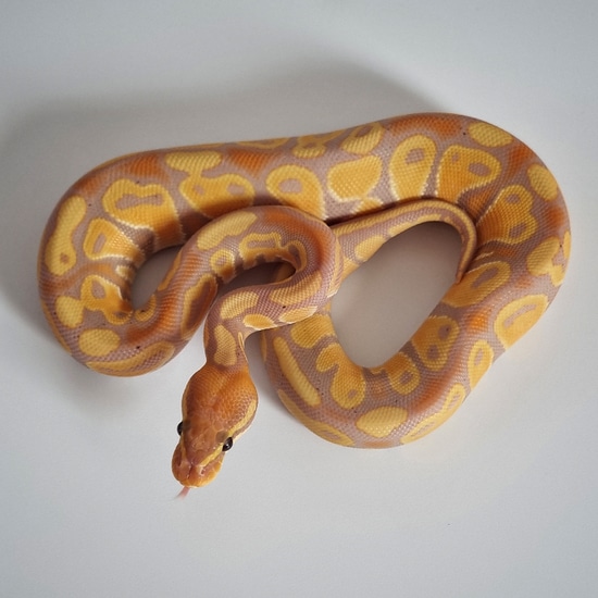 Banana Het Ultramel Ball Python by Dragons Llab