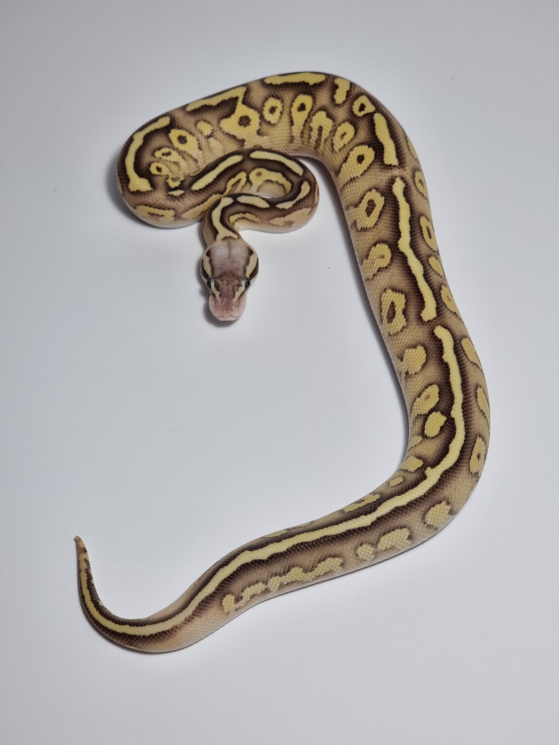 Lesser Pastel Dinker [pos Asphalt] Ball Python by Dragons Llab ...