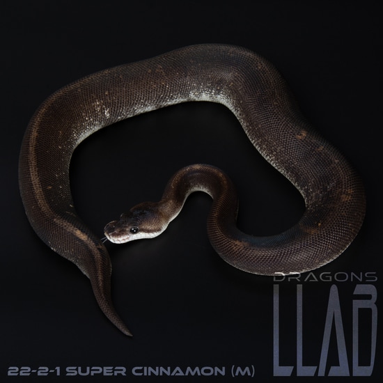 Super Cinnamon Ball Python by Dragons Llab