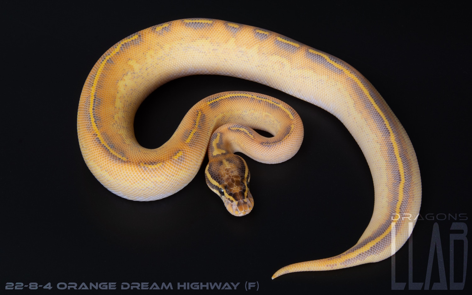 Orange Dream Highway [pos Fire] Ball Python by Dragons Llab - MorphMarket