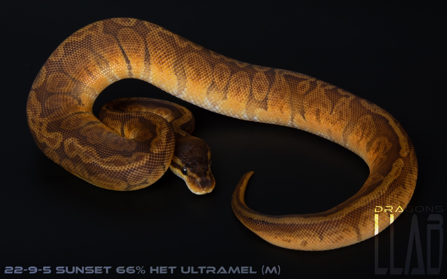 Sunset [66% Pos Het Ultramel] Ball Python by Dragons Llab - MorphMarket