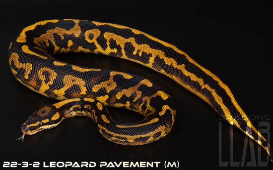 1.3 Super Gravel/Pavement Project Bundle Ball Python by Dragons Llab