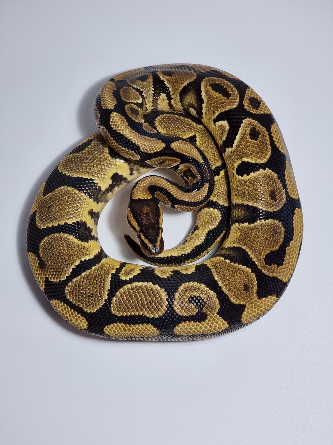 1.1 Clown Project Ball Python by Dragons Llab - MorphMarket