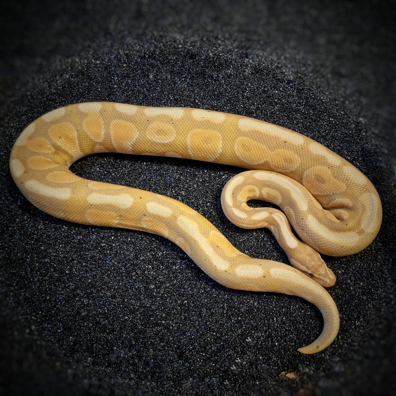 Coral Glow Cinnamon Enchi Het Ghost (Male Maker) Ball Python by Dragons ...
