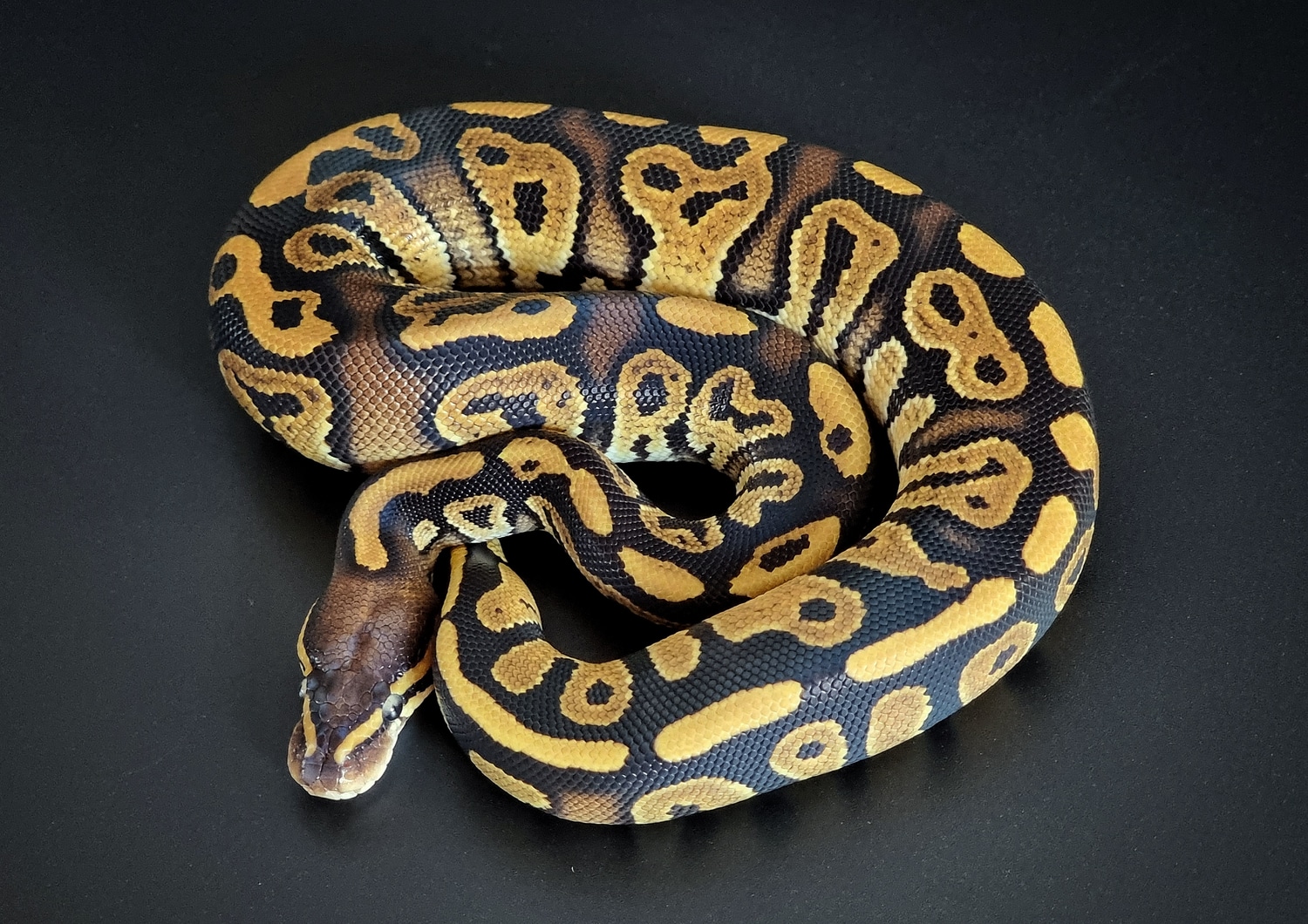 Phantom Yellowbelly Ball Python by Dragons Llab - MorphMarket