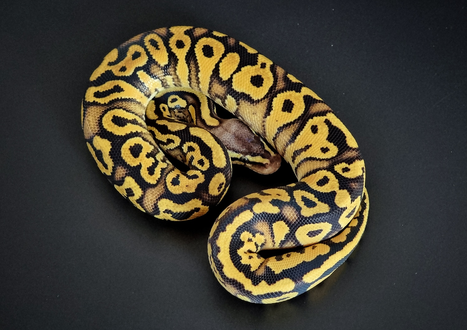 Pastel Yellow Belly Ball Python by Dragons Llab - MorphMarket