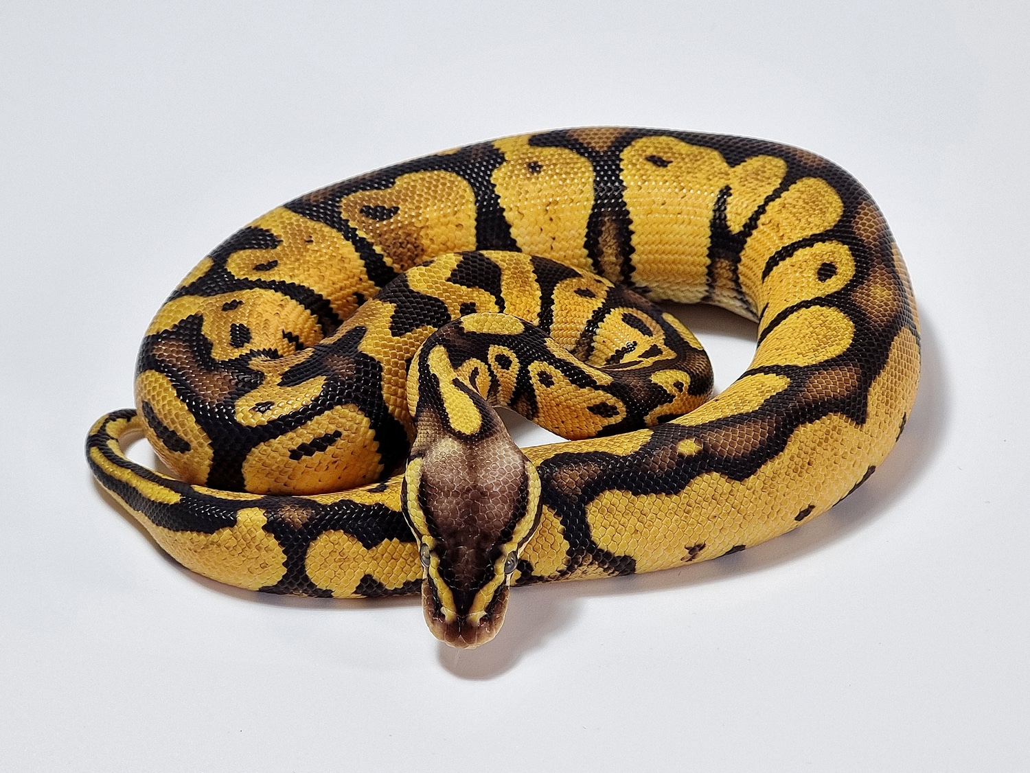 Pastel Ball Python by Dragons Llab - MorphMarket
