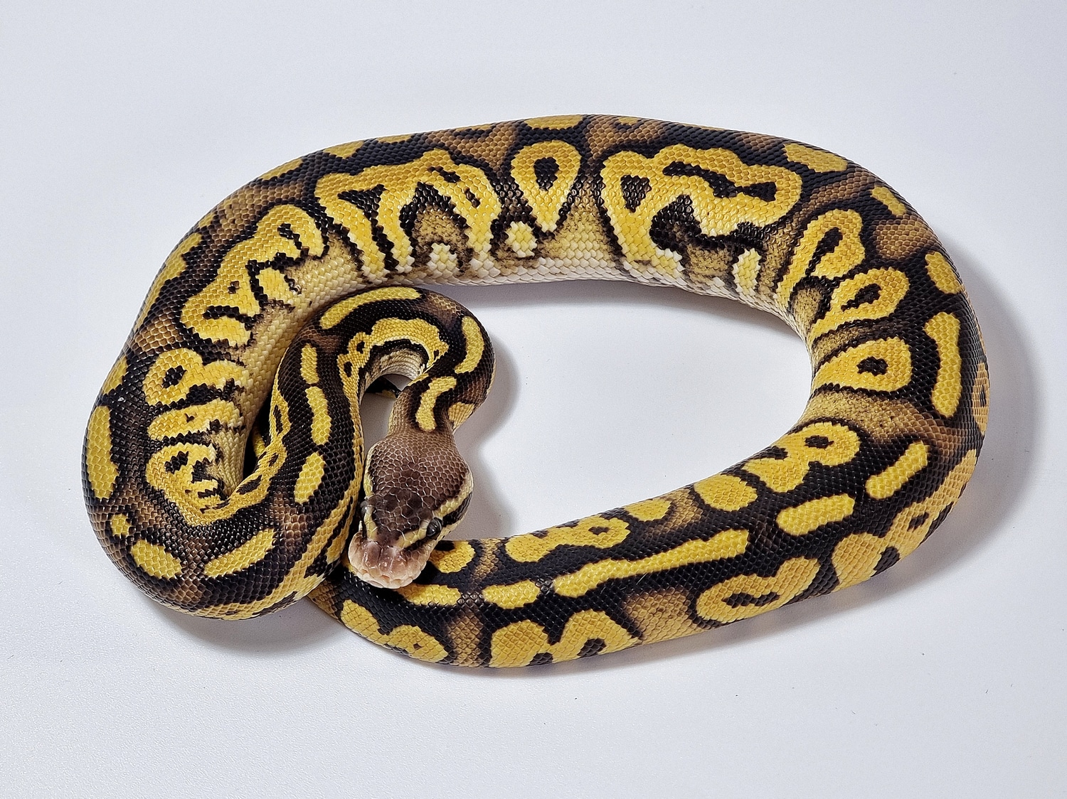 Phantom Pastel Ball Python by Dragons Llab - MorphMarket