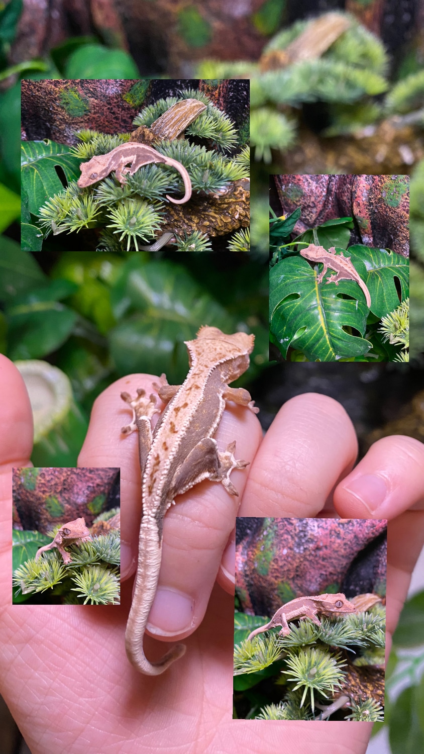 Lilly White Crested Gecko by Royalty Crown Geckos - MorphMarket