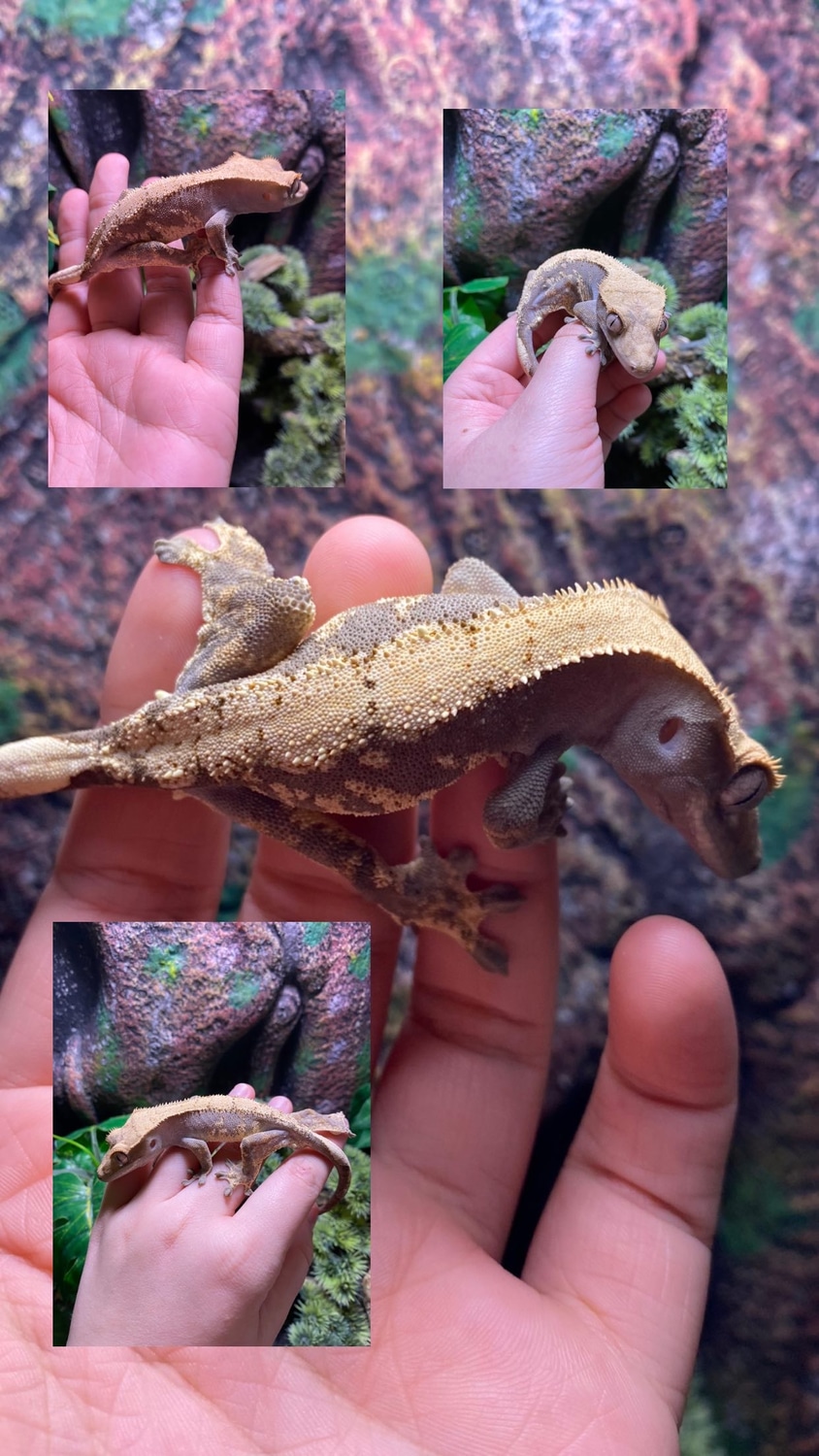 Cream Harlequin Crested Gecko by Royalty Crown Geckos - MorphMarket