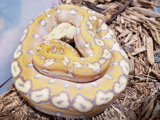 Orange Glow Phantom 100% Het Ocelot Reticulated Python by A&BExotics